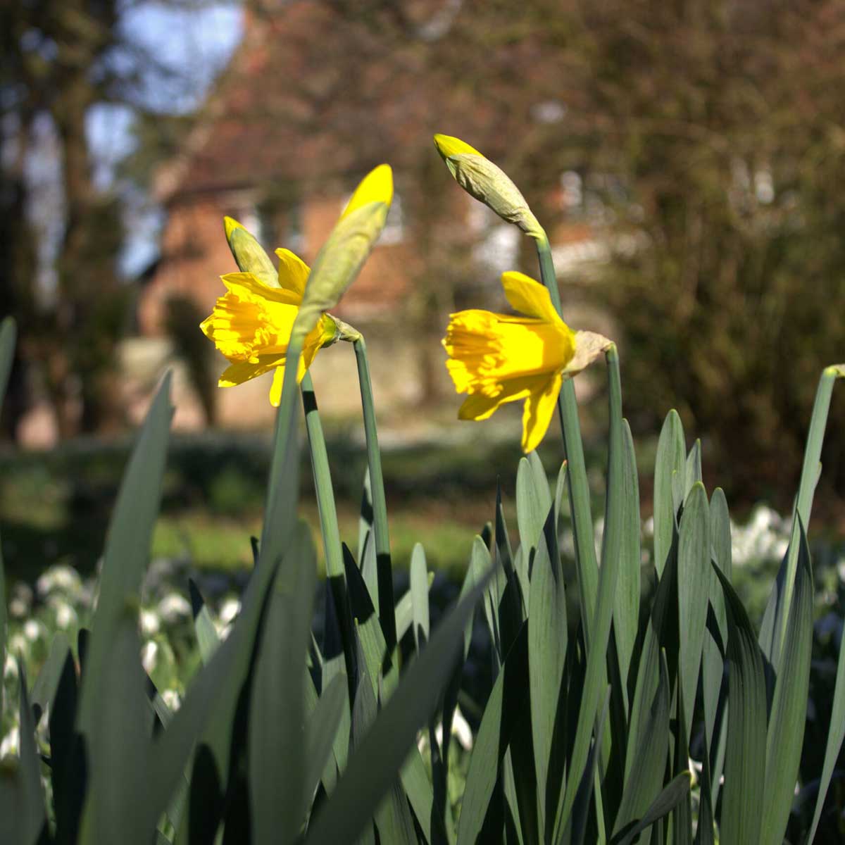 Spring is in the air - Quidenham Carmelite Monastery