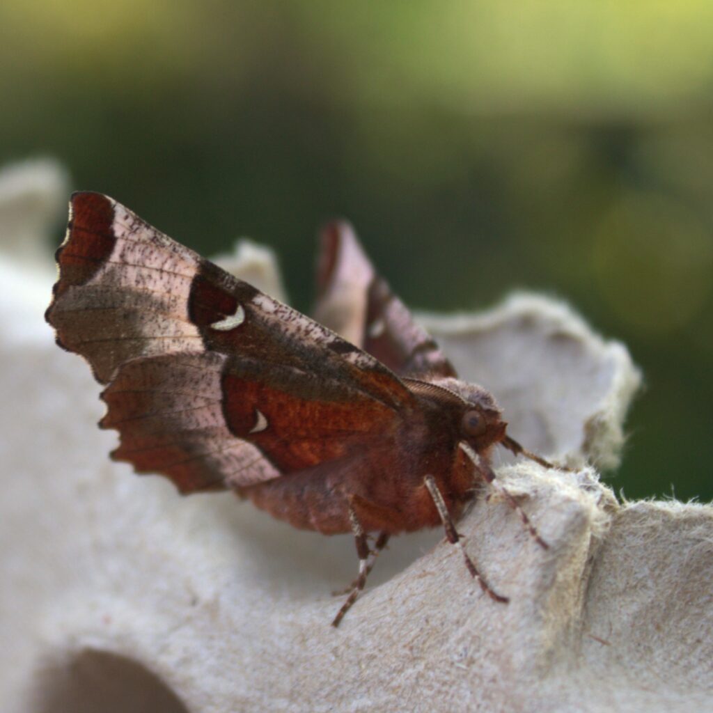 First moth 'watch' of the year - Quidenham Carmelite Monastery